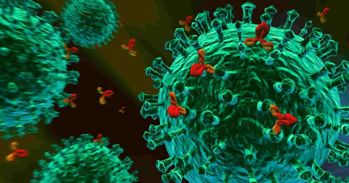 La respuesta inmune adaptativa - Biología