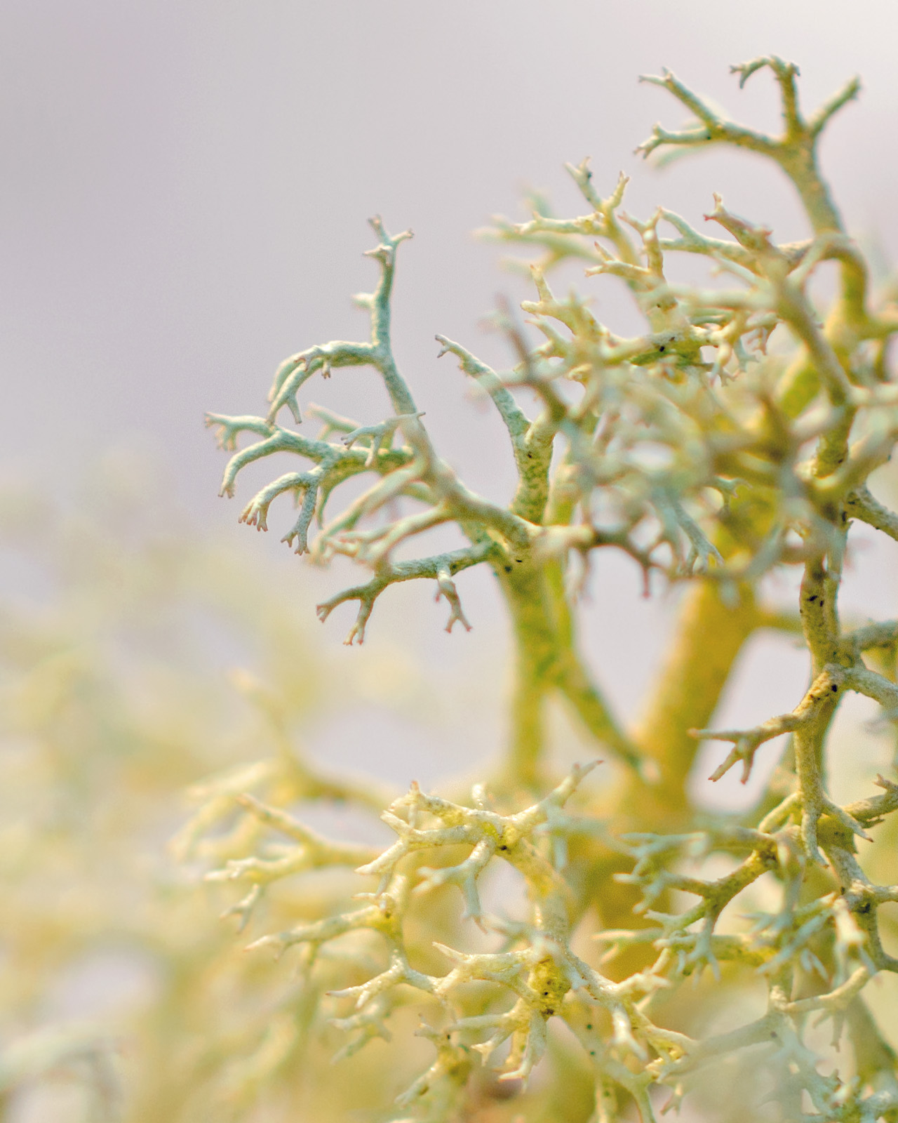 Wanderin Weeta With Waterfowl And Weeds Red Tipped Reindeer Lichen