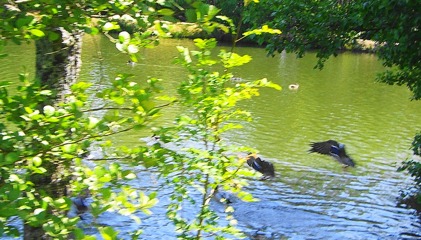SAKUJADE: PAYSAGES de CARTES POSTALES à BRECEY ( NORMANDIE )