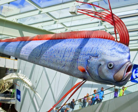 Mengenal Oarfish - Dunia Akuarium