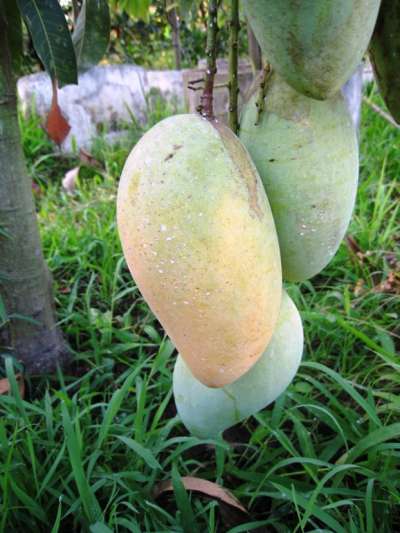 Jual Bibit Mangga Kiojay Murah Berkualitas Unggulan. | Tanaman Asri di ...