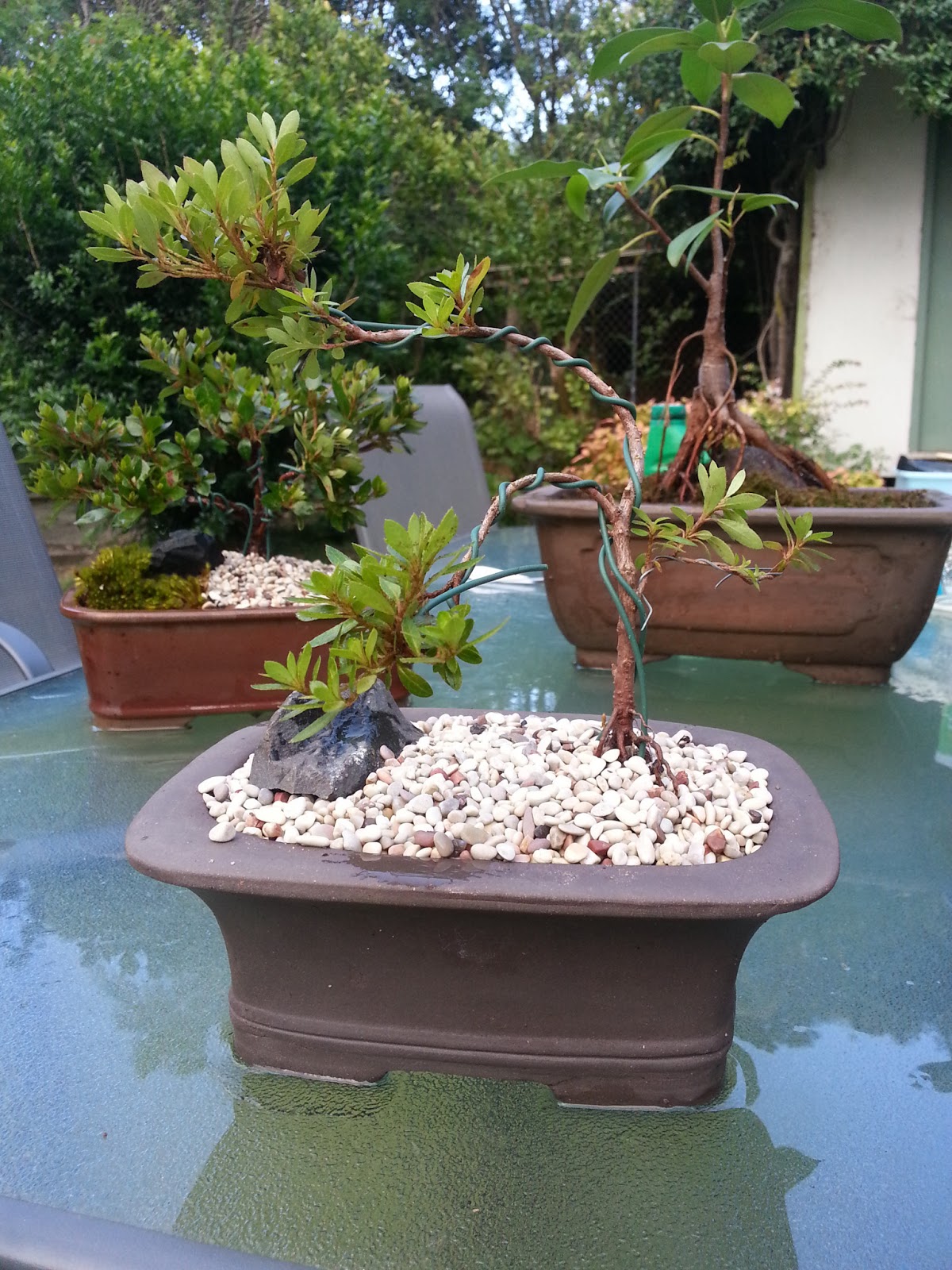 Introduction | Urban Botany – Bonsai