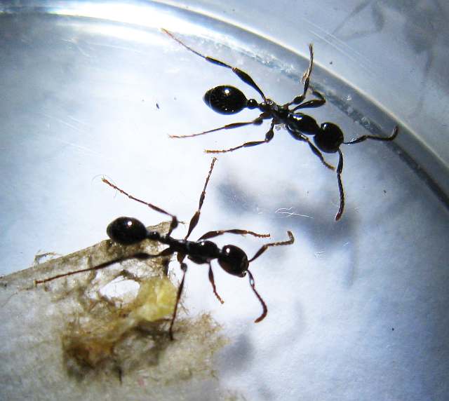 Photos and Info on Ants and Termites of Malaysia: Aenictus
