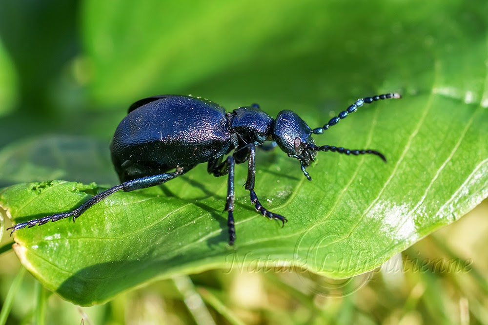 Photo Nature Lilliputienne (macrophotographies): Meloe proscarabeus, le ...