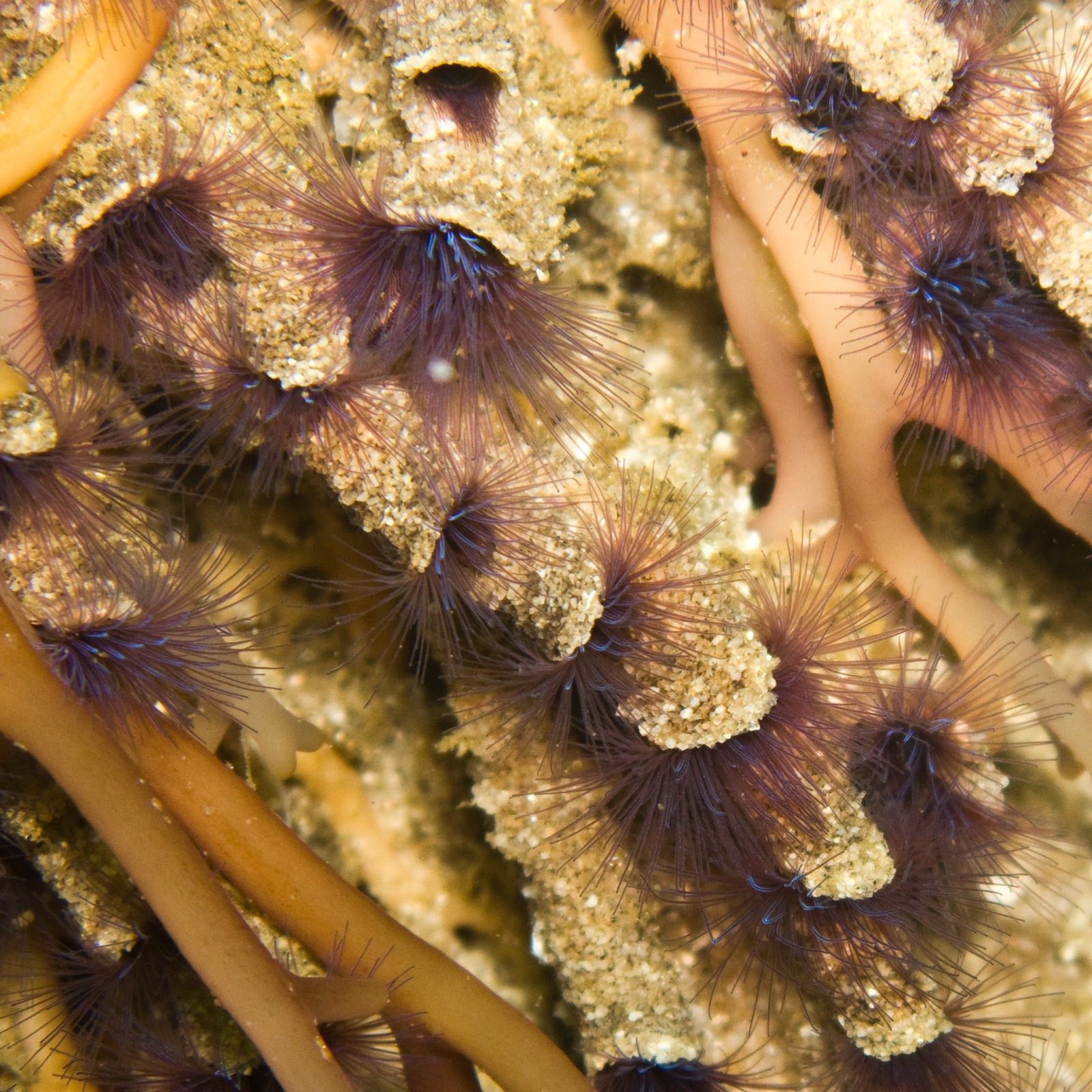 biomimicry KTH: The sandcastle worm (Phragmatopoma californica)