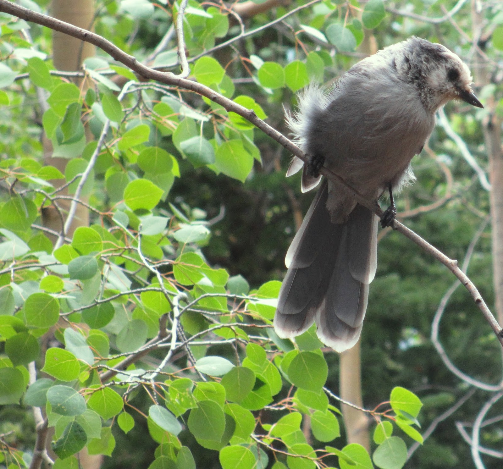 Cannundrums: Gray Jay