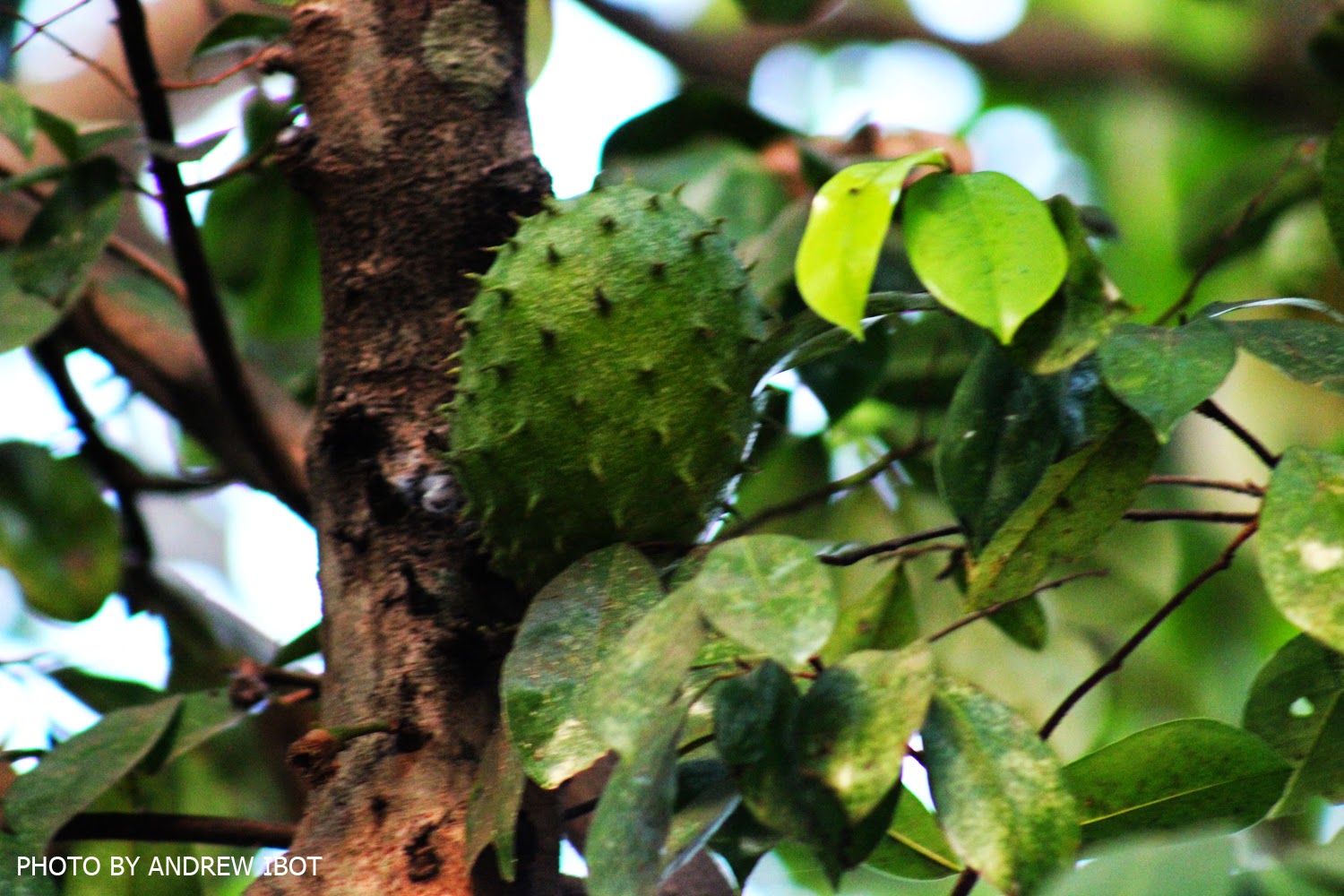 Ako si ANDREW IBOT!: Guyabano (Sour Sop)