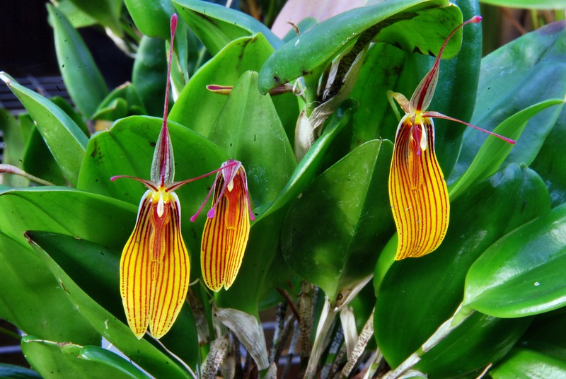 Restrepia brachypus care and culture | Travaldo's blog