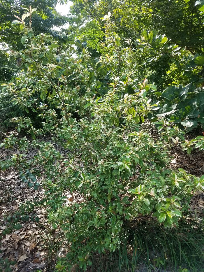 Future Plants by Randy Stewart: Photinia