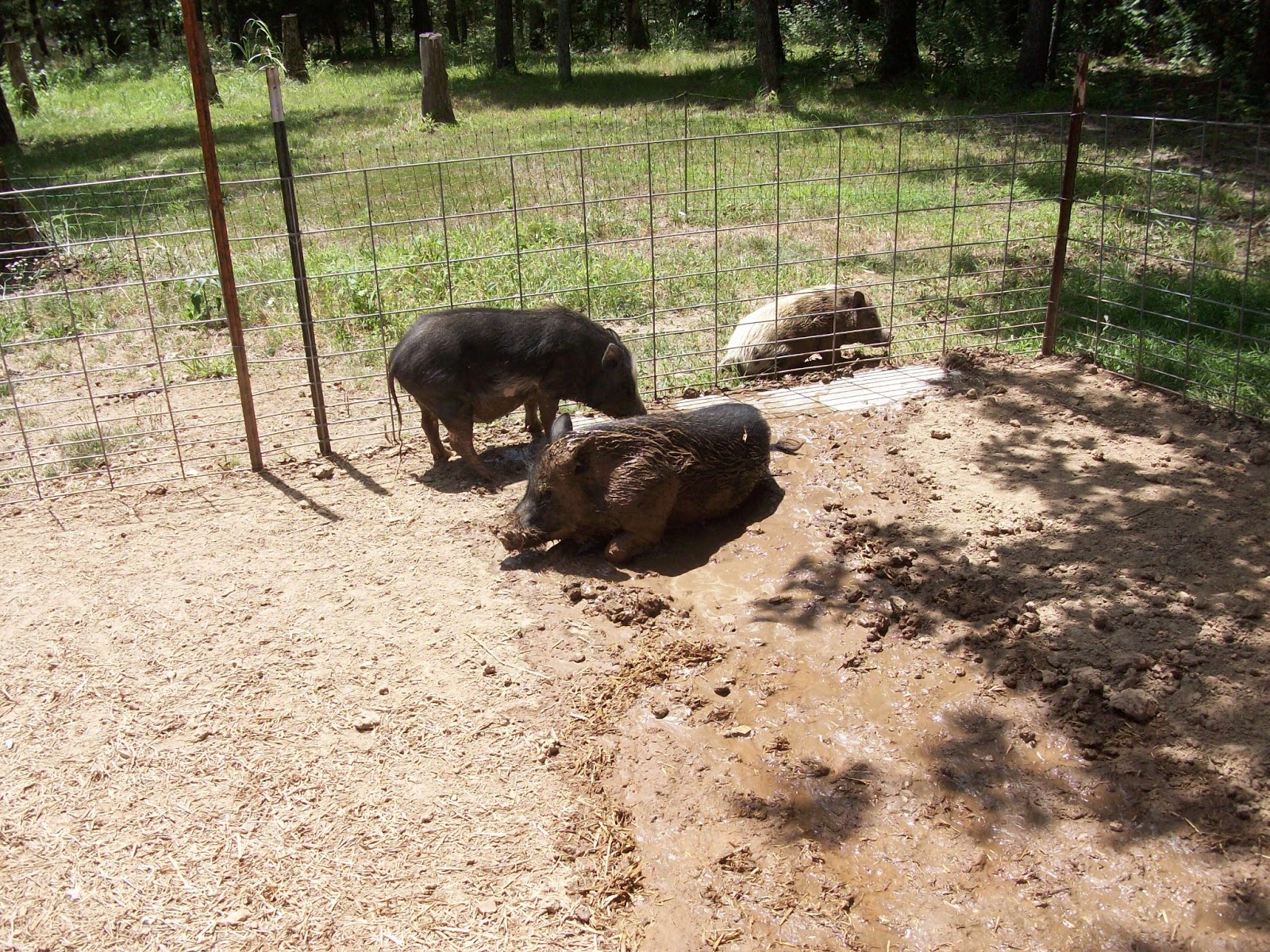 Sweet Pig Farm: Mud Diving Pigs