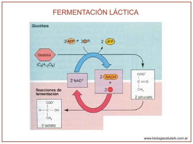 Bitácora de Biología : Proceso de la fermentación aplicado a la ...