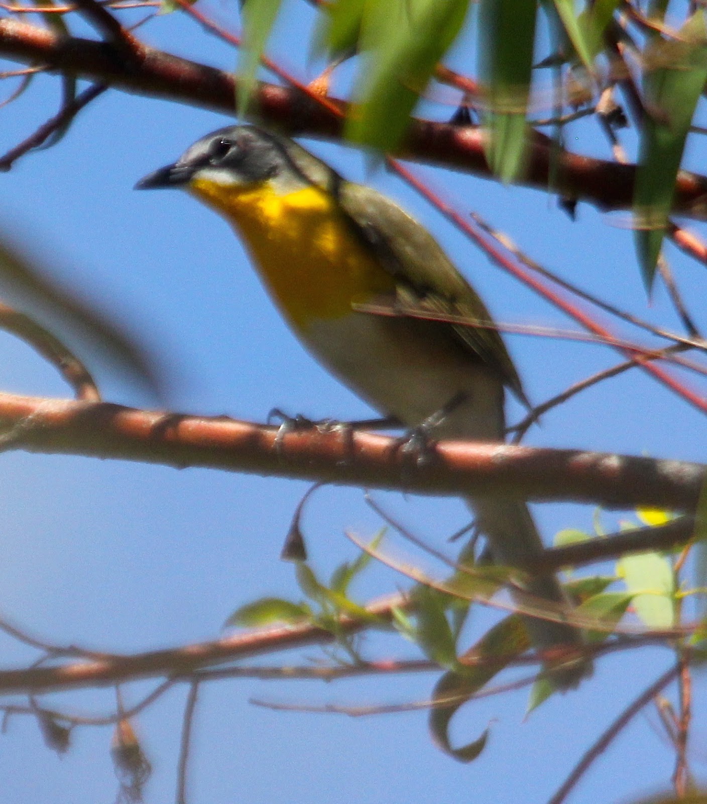 Northeast Iowa Birder