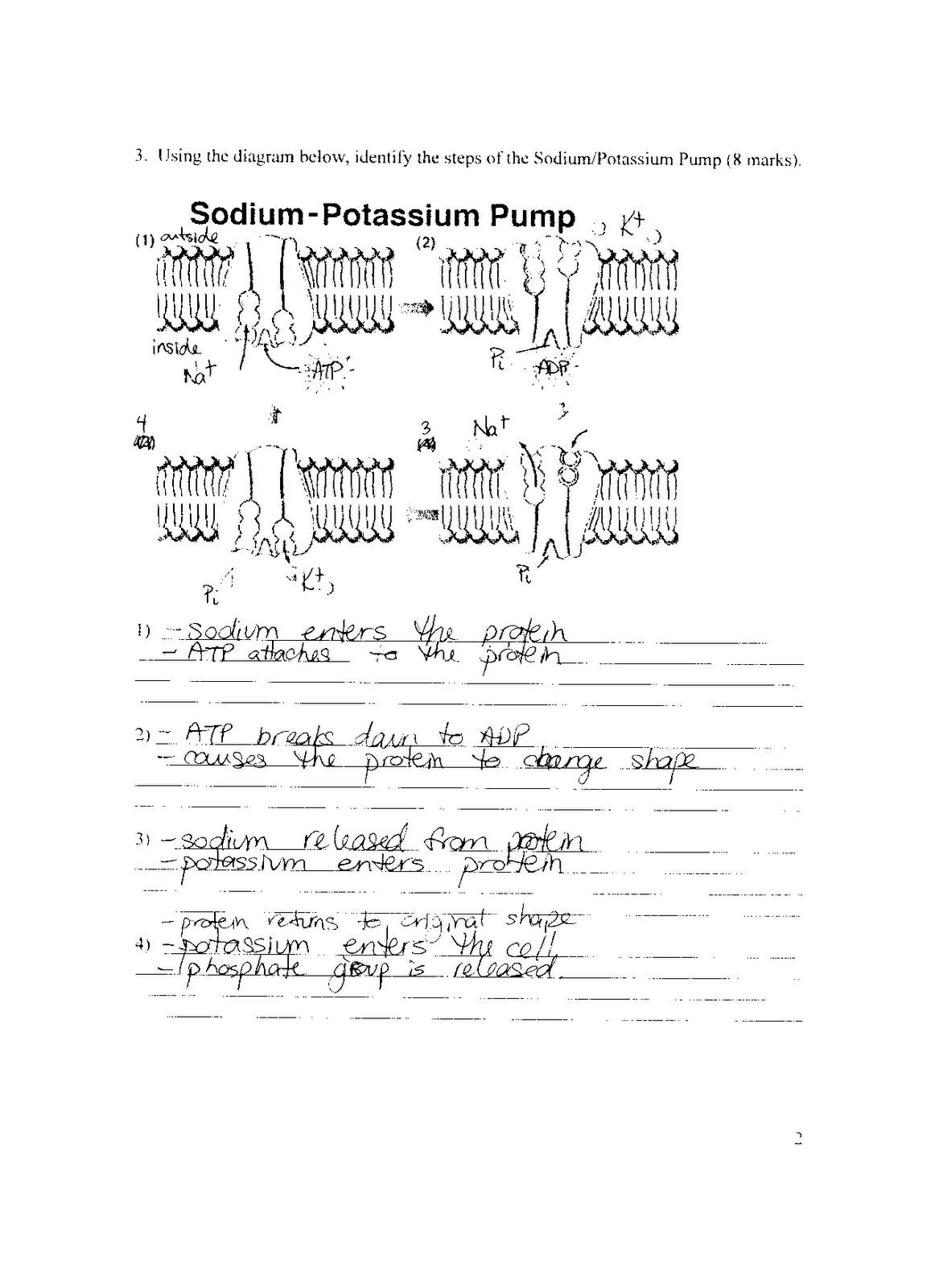 Miss Jeffrey's SBI3C: Test Answers