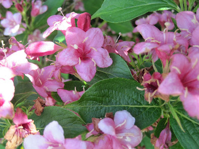 Pieceful Afternoon: A Day In A Friend's Yard