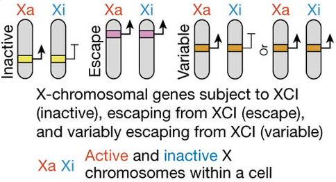 Sandwalk: Escape from X chromosome inactivation