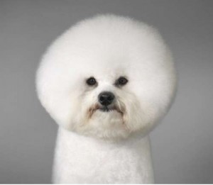 LEYENDAS, MASCOTAS Y ALGO MAS: PEINADOS PARA MASCOTAS, PERRO CON PELO AFRO