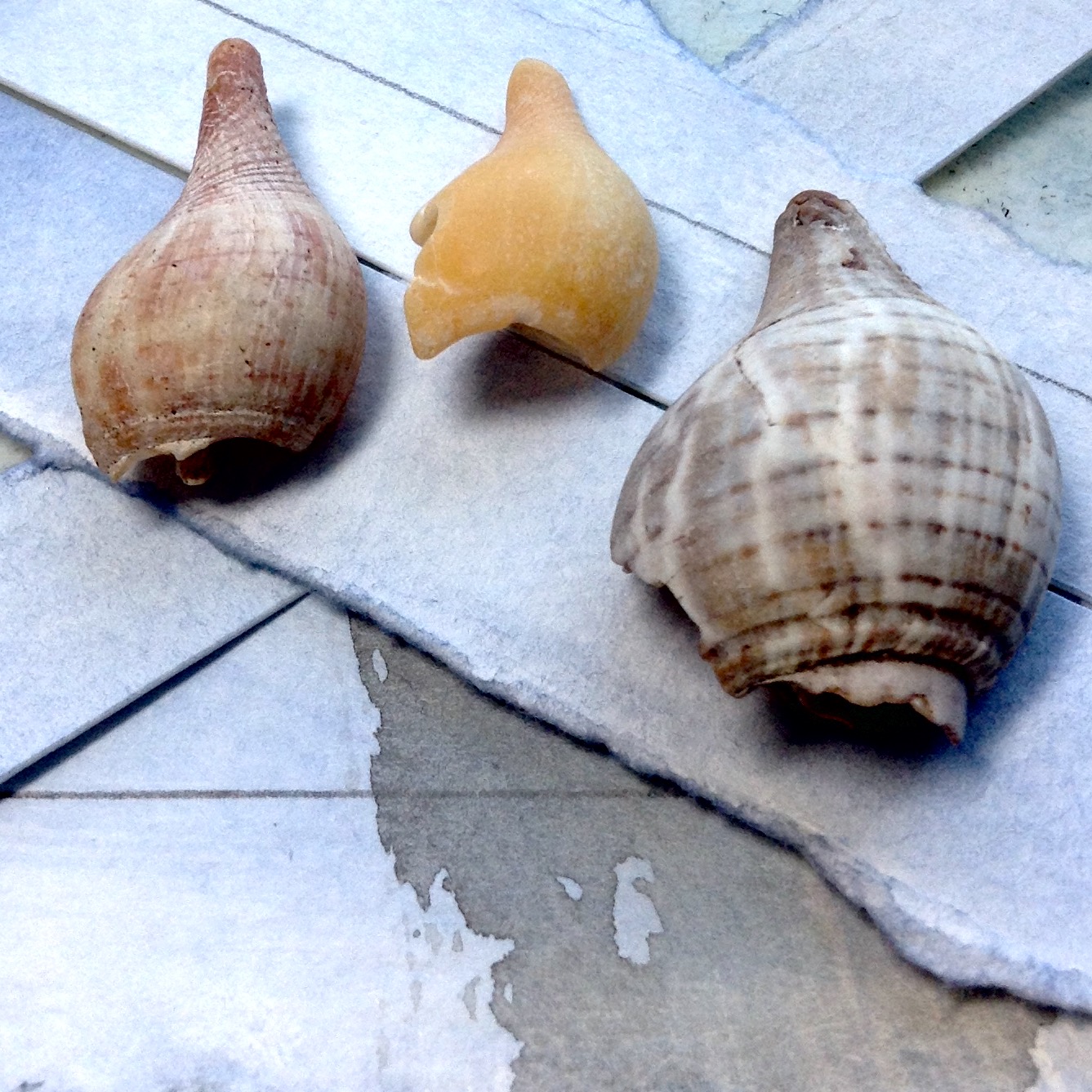My Many Impressions: 29 of 30 Another Banded Tulip (Broken Shell Series)