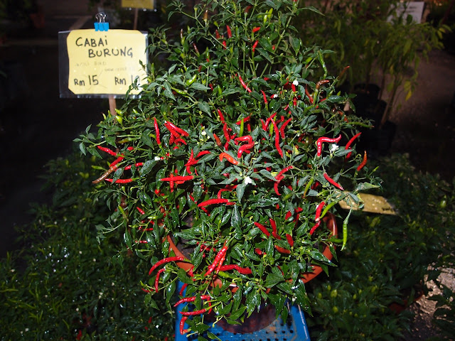 LI NA HERBS: CABAI BURUNG