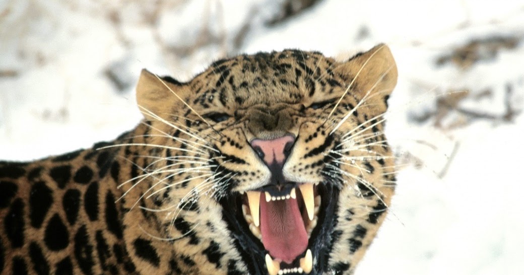 Save The Wildlife The Rawr Facts Amur Leopards