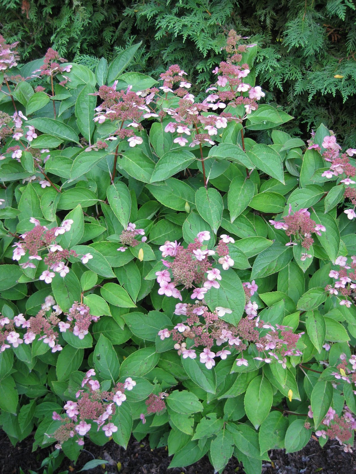 Rotary Botanical Gardens - Hort Blog: Panicled Hydrangeas For A ...