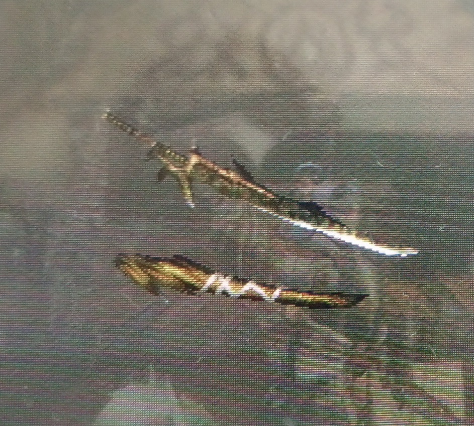 2017 - MHP3rd Weapon Tree