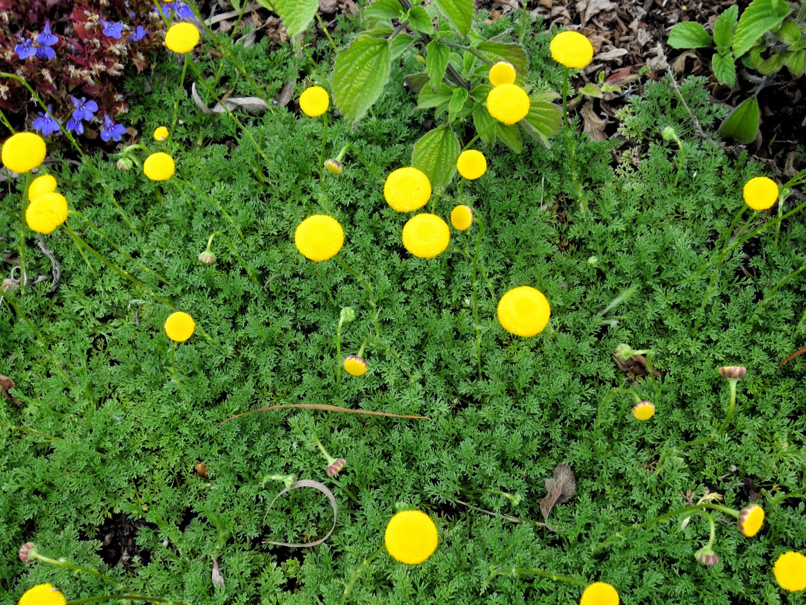 Late to the Garden Party: My favorite plant this week: Cotula ...