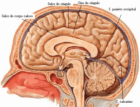Mas e o telencéfalo?: O Telencéfalo