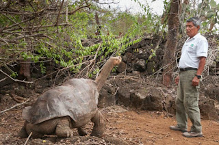 THE GRANDMA'S LOGBOOK ---: LONESOME GEORGE:THE LAST CHELONOIDIS ABINGDONII