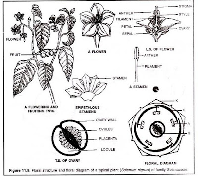 Solanaceae | Family Description | Biology - HSEB Notes - Plus two HSEB ...