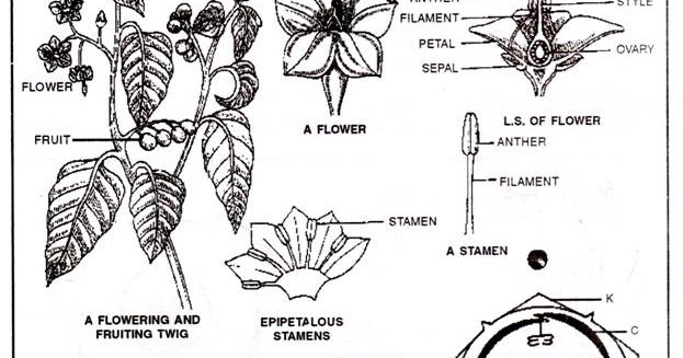 Solanaceae | Family Description | Biology - HSEB Notes - Plus two HSEB ...