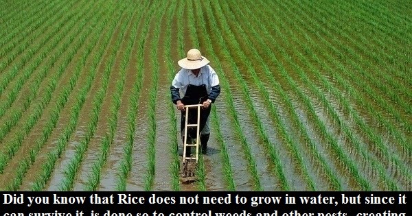 Did you know that Rice does not need to grow in water, but .... - Facts ...