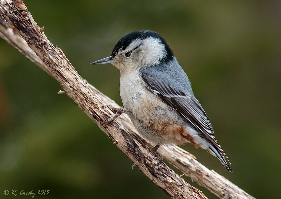 South Shore Birder: White-breasted Nuthatch - Male