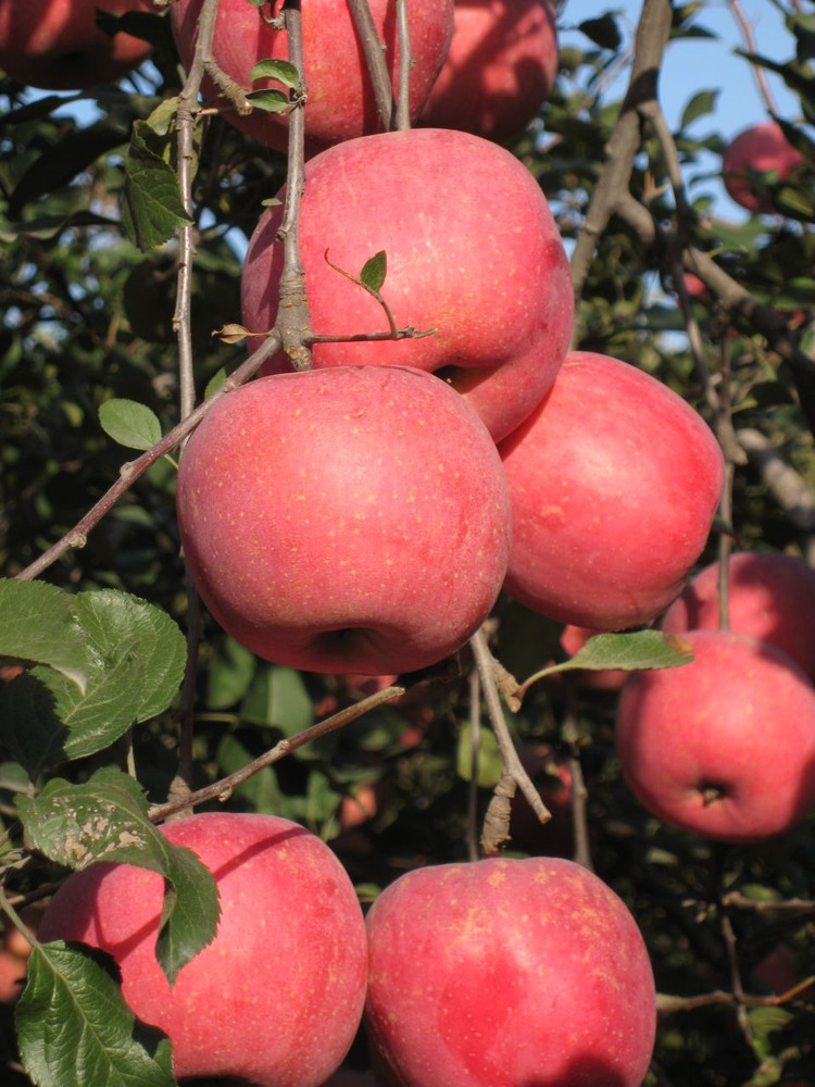 ARNAVUTKÖYLÜ POMAK ELMACI: BODUR ELMA RESİMLERİ-2