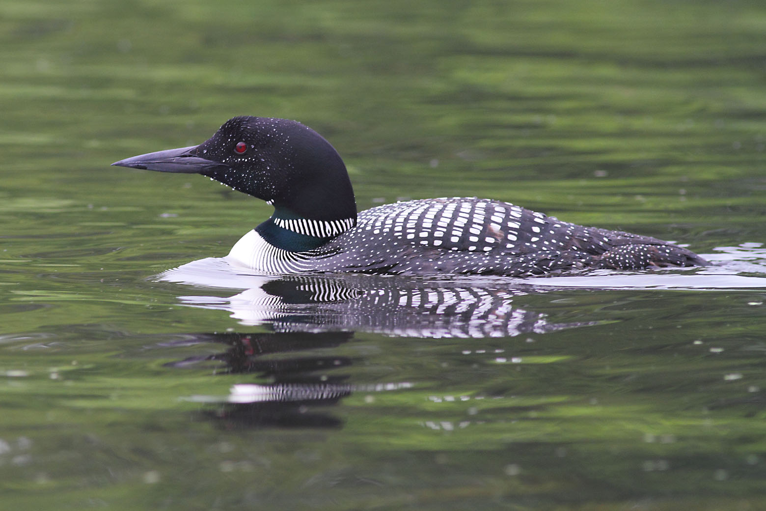 Ann Brokelman Photography: Loon - a pair of beautiful calling loons ...