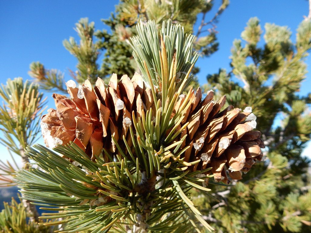 Pinus flexilis - Limber pine care and cultivation | Travaldo's blog