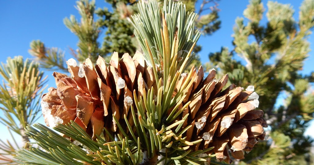 Pinus flexilis - Limber pine care and cultivation | Travaldo's blog