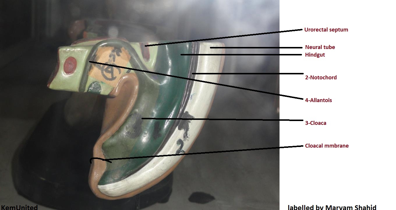 Embryology Models 2nd Year (labelled)