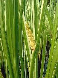 Ervas e Insumos: Cálamo Aromático