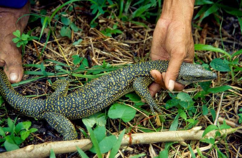 Jenis - jenis atau Macam - macam Varanidae / Varanus / Varanatic ...
