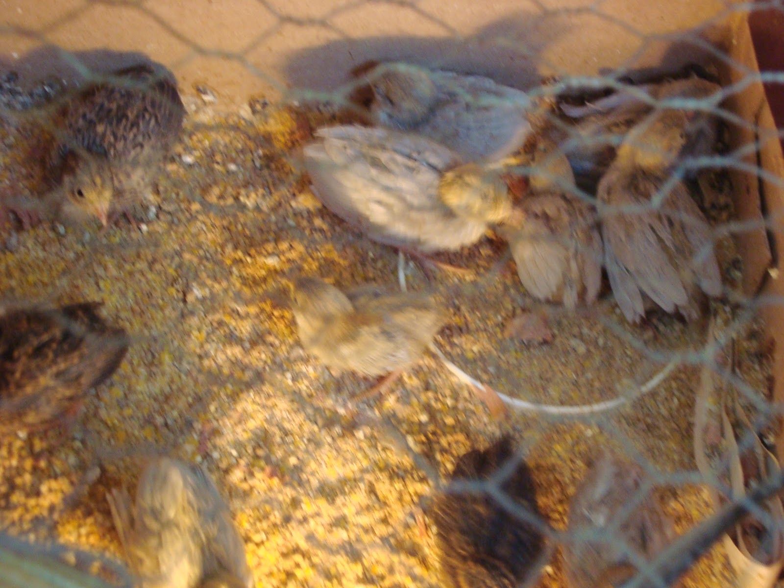 codorna chinesa: Codorna Chinesa Blue Face , Cinnamon (Canela) , Silver ...