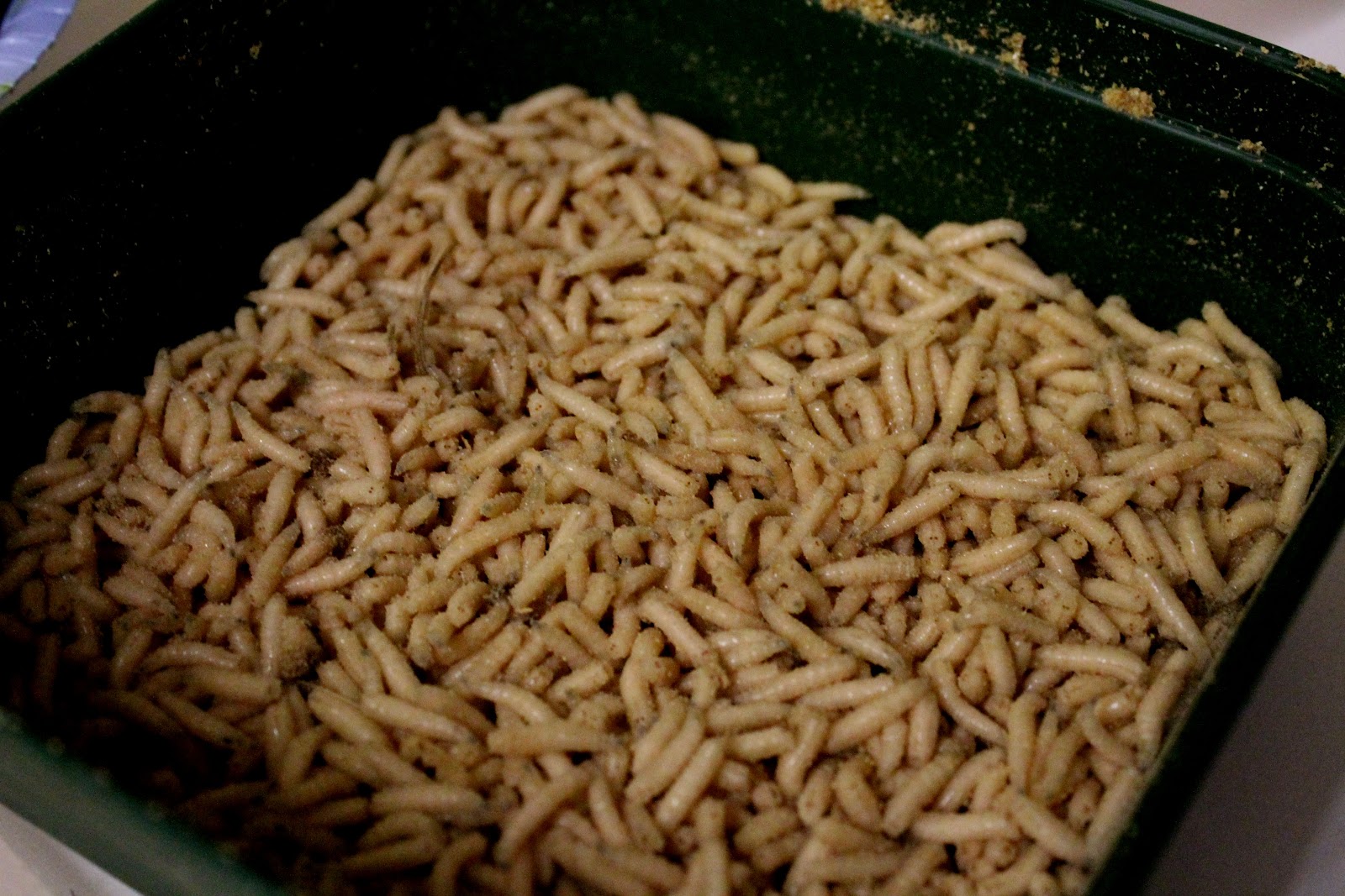 Bitter Sweet: Evaluation of filming the 'mouldy food'