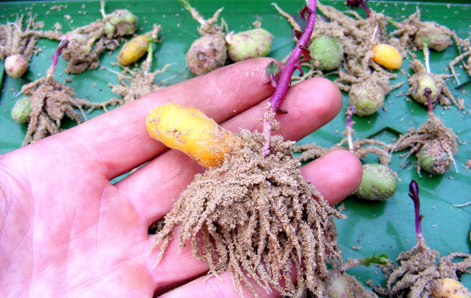 Growing Oca: 'Minor' Root Crops as Ground-Cover in Polycultures