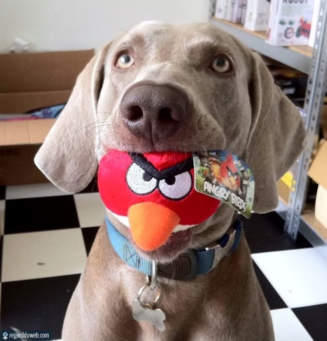 images droles et insolites koreus