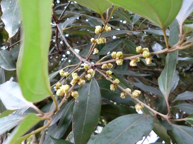 Wild Cinnamon - Dawal Kurundu | SL Flora