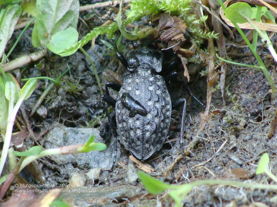 Beetles from Romania: Carabus (Hydrocarabus) variolosus