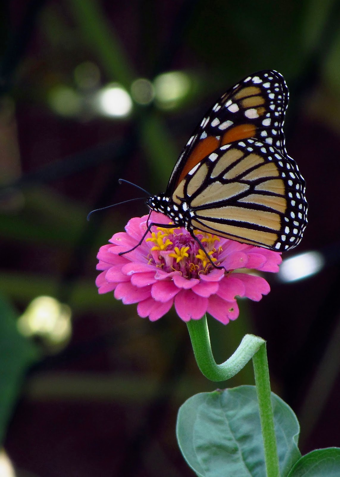 Life In Robin's Nest: Butterfly Season