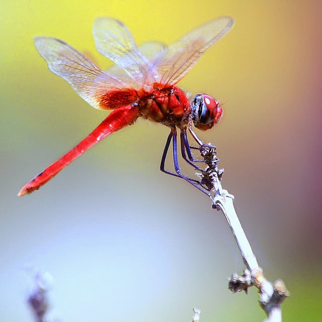 animales imagenes: LIBELULAS