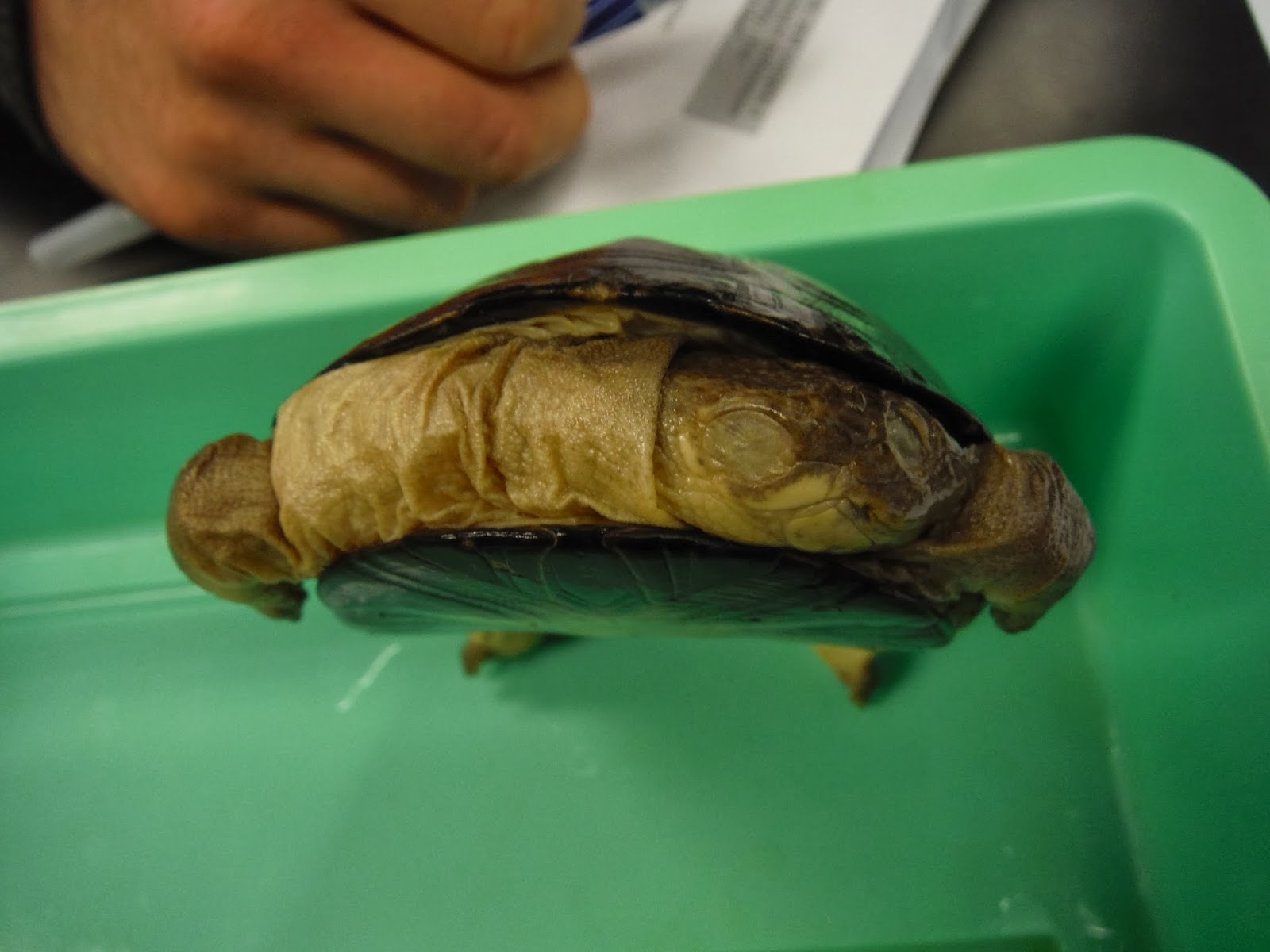 Biology of the Reptilia