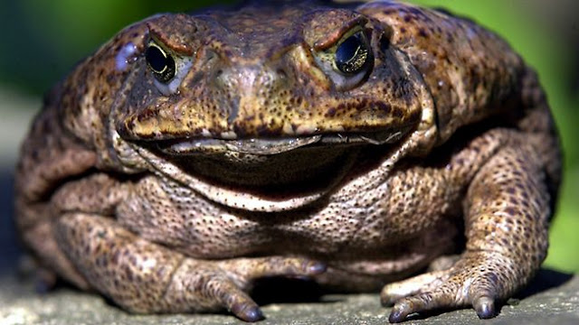 Alison Peters: Toad Boy