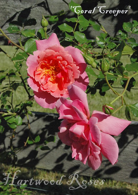 Hartwood Roses: Roses in the Garden, May 23.
